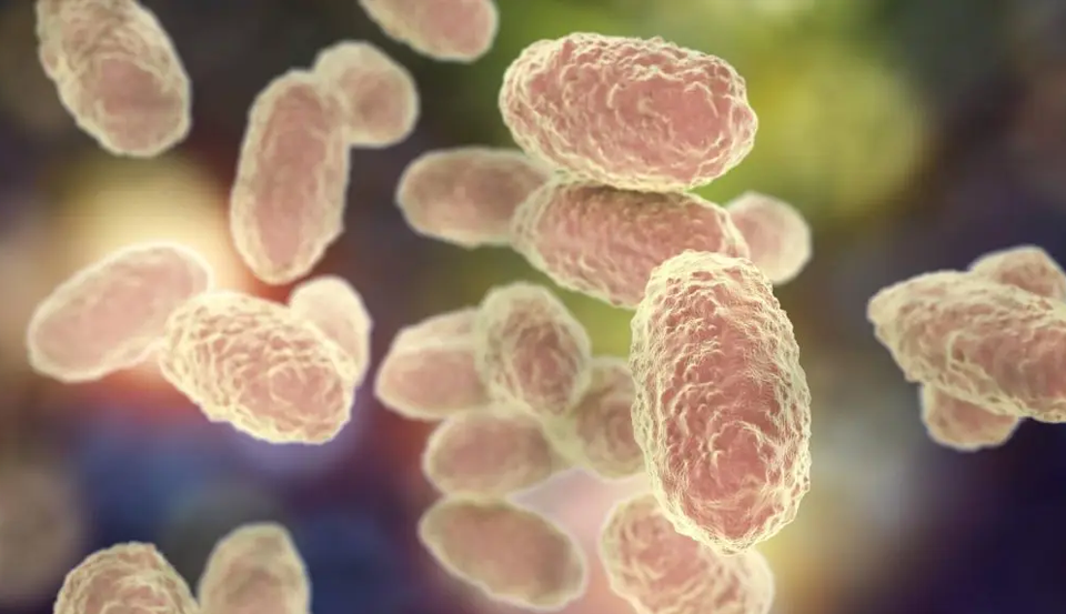 Bordetella Pertussis (Coqueluche)